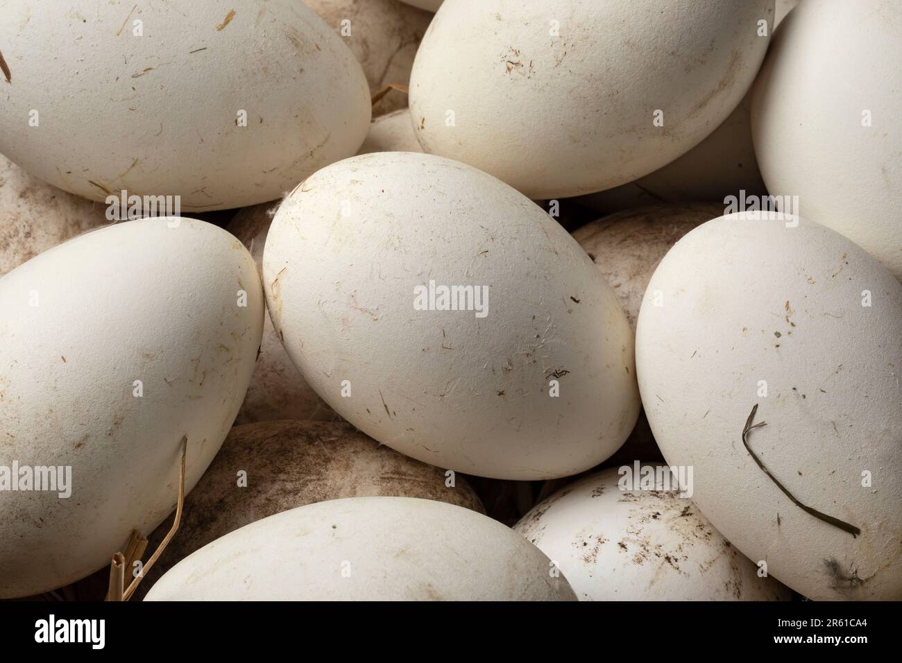Fresh picked goose eggs full frame close up as background Stock Photo ...