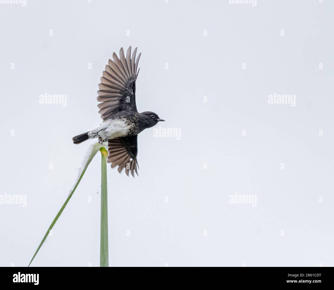 A tiny crow bird on a single blade of grass, wings outstretched Stock ...