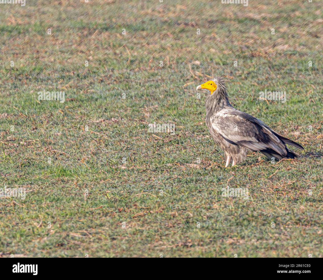A vulture bird standing atop a lush green grassy field Stock Photo - Alamy