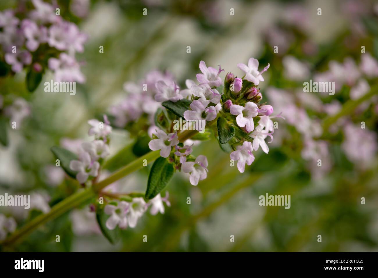 Pink flowering fresh thyme plant close up in the garden Stock Photo - Alamy