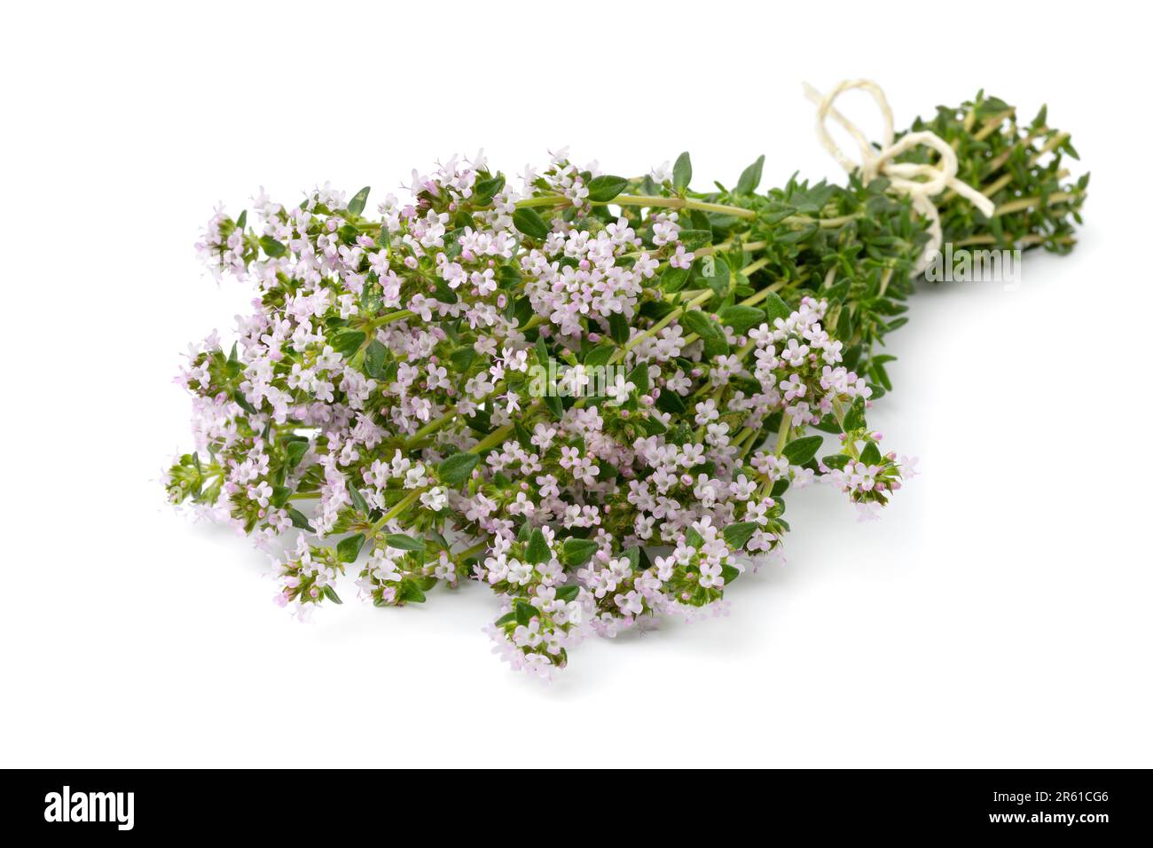 Common thyme flower Cut Out Stock Images & Pictures - Alamy