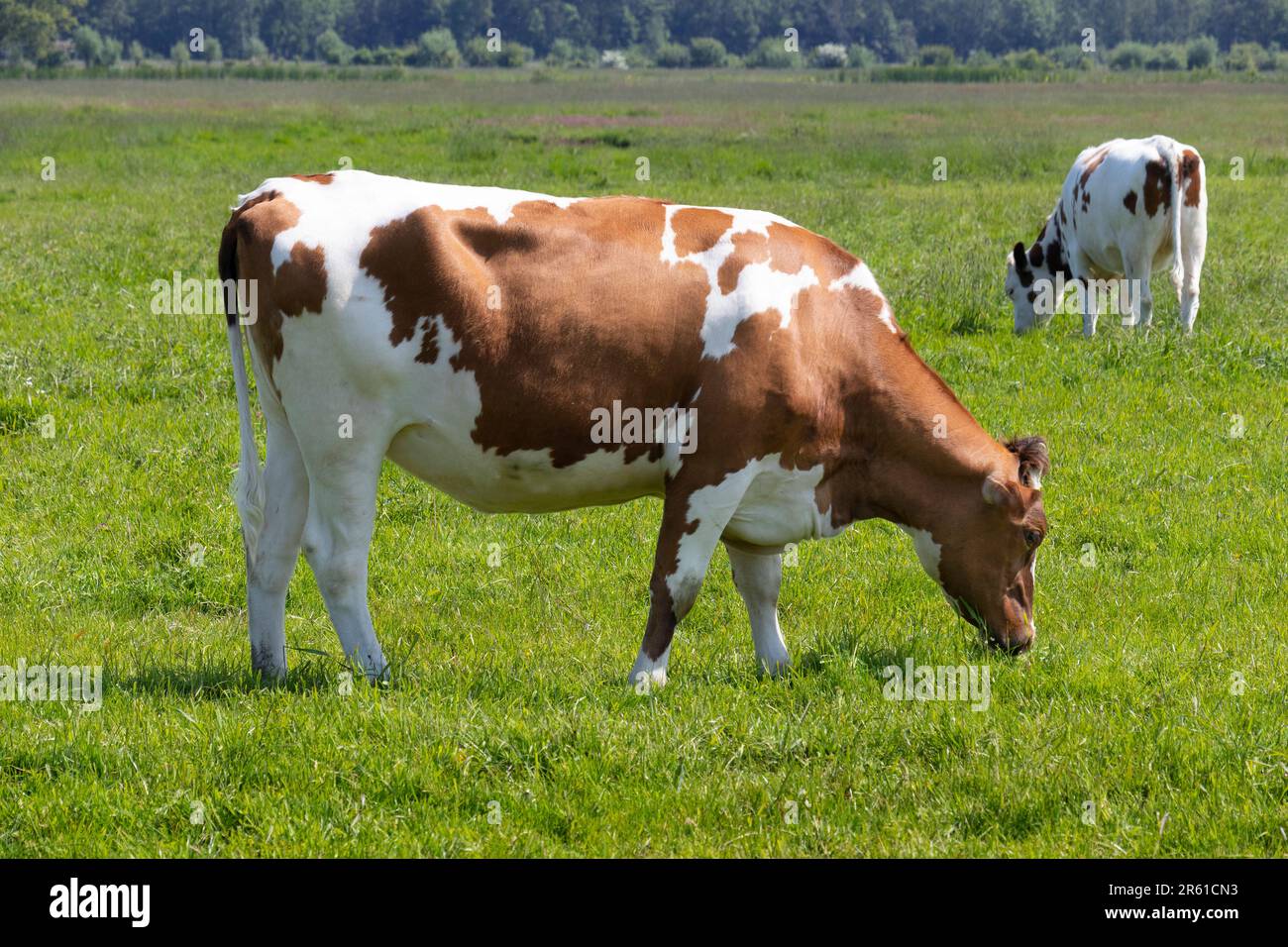 Dutch brown spotted cow grazing in a green grass field Stock Photo - Alamy