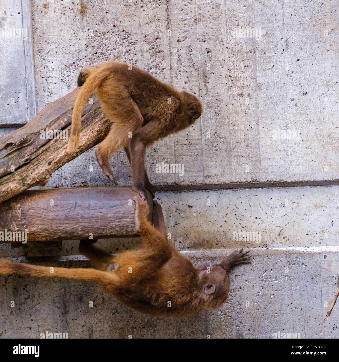 An image of a monkey and a different animal clinging to the side of a ...