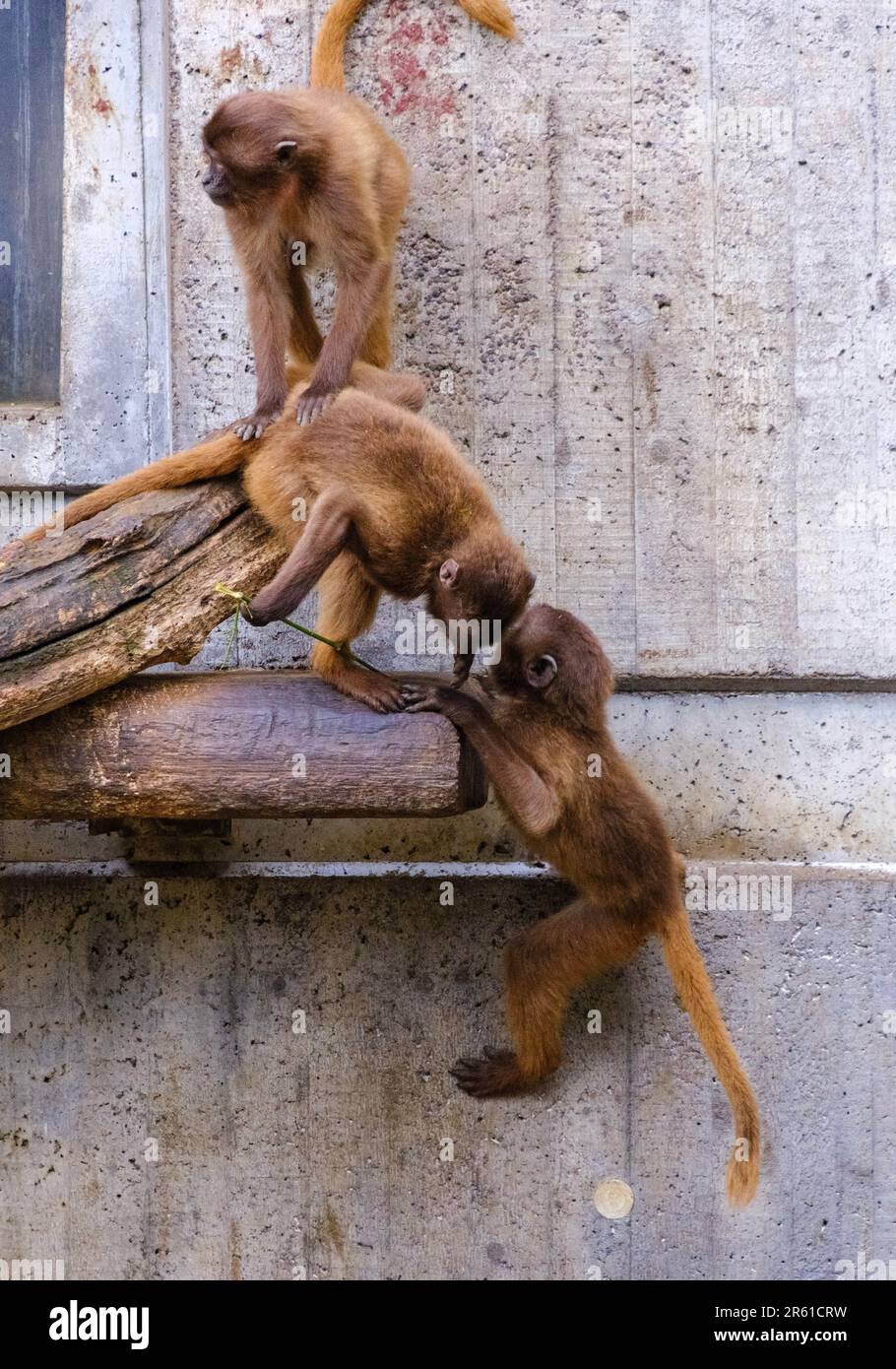 A group of primates are seen hanging in mid-air while they search for ...