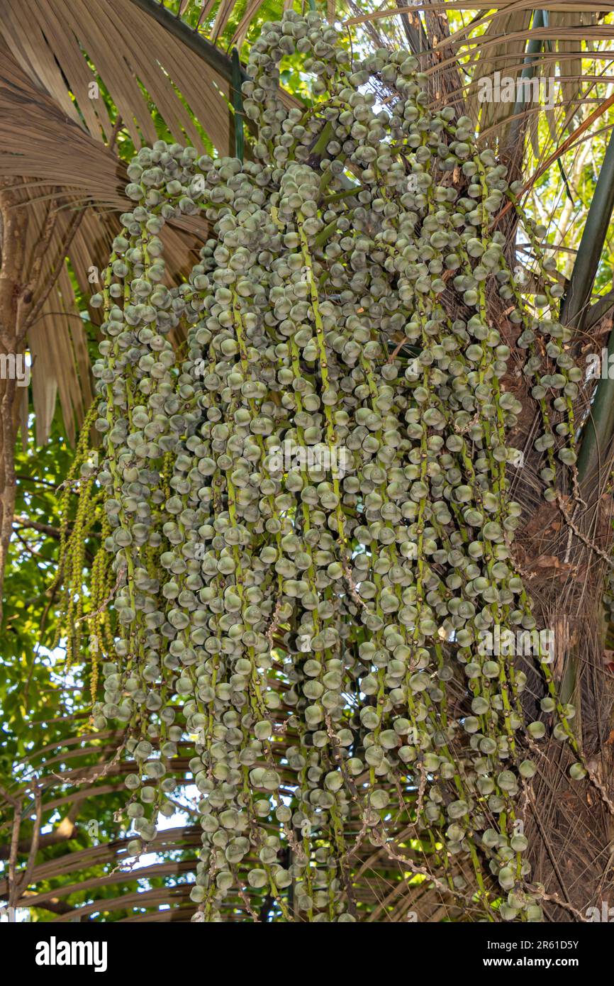 Bunch of Areca nut growing on a tree Stock Photo - Alamy