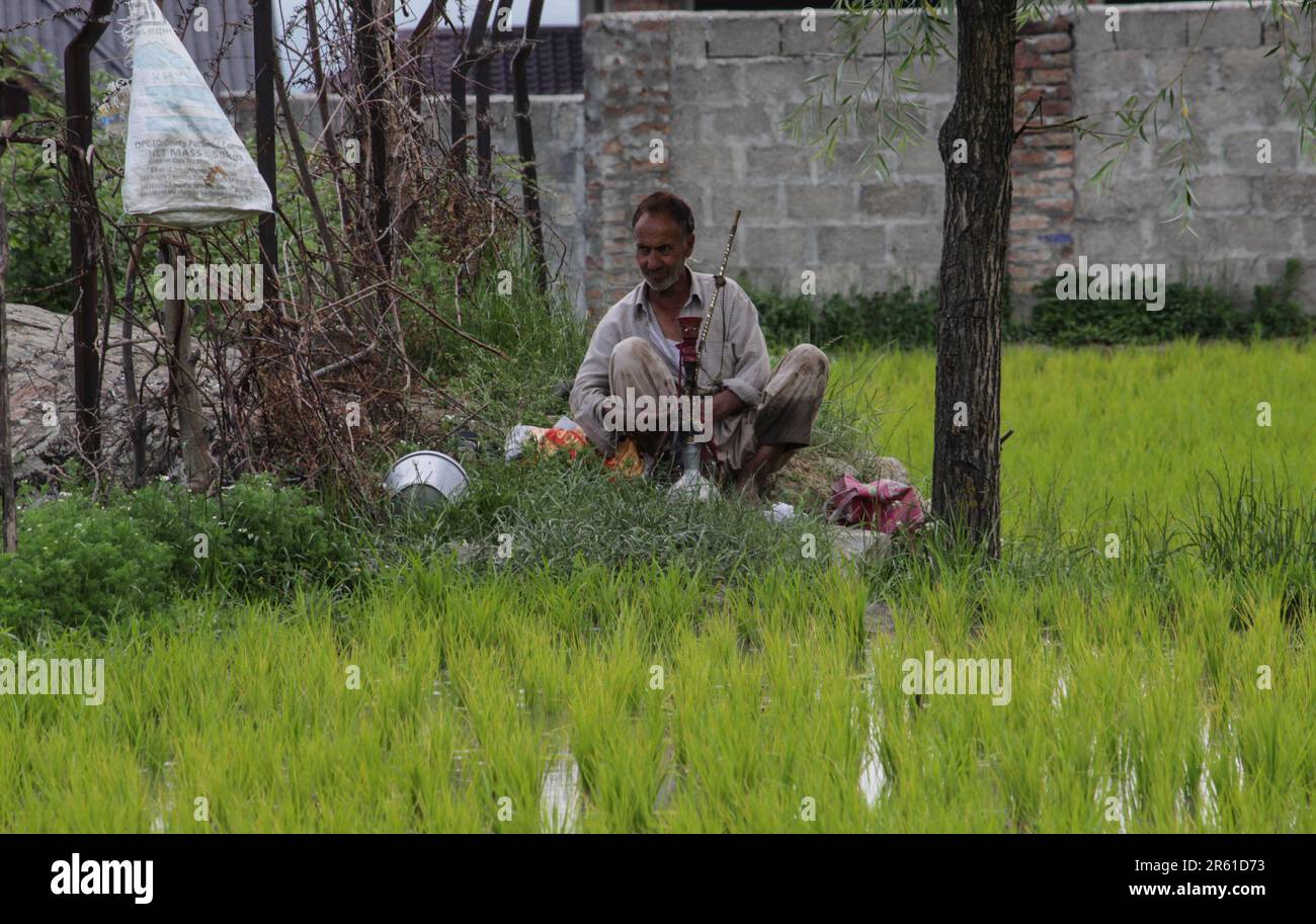 June 6, 2023, Srinagar, Jammu and Kashmir, India: A Kashmiri farmer ...