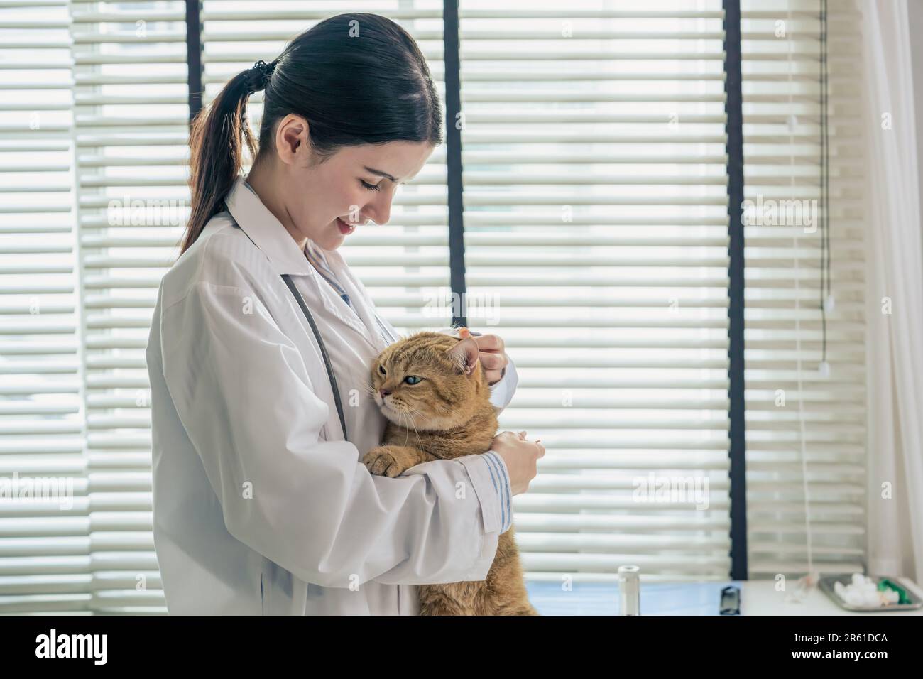 Woman vet petting cat hi-res stock photography and images - Alamy