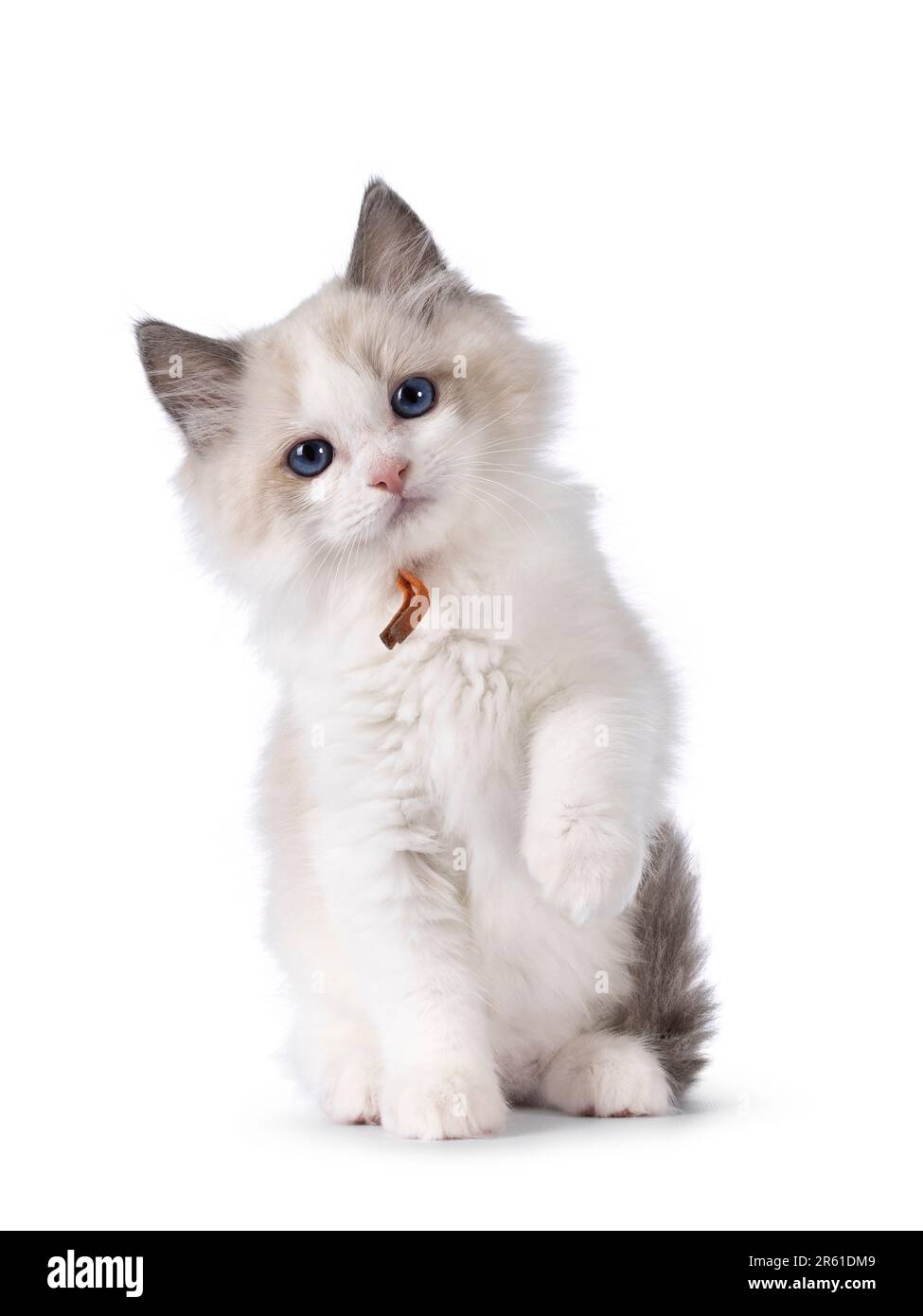 Sweet blue bicolor Ragdoll cat kitten, sitting up facing front with one ...