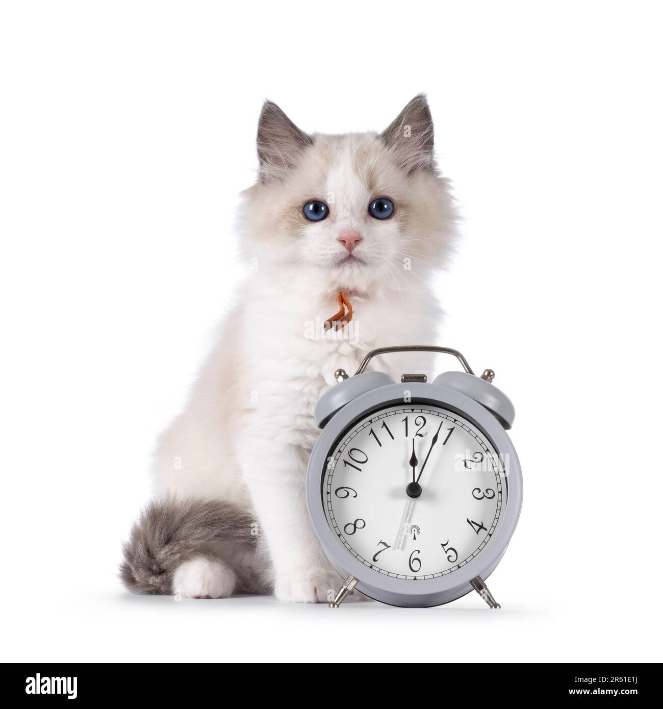 Sweet blue bicolor Ragdoll cat kitten, sitting up facing front with one ...