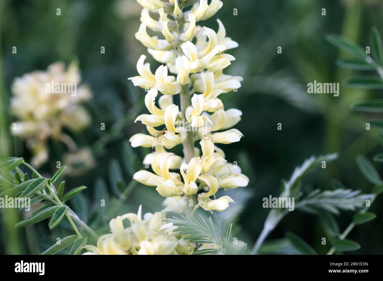 Sophora foxtail, Sophora alopecuroides, Sophora vulgaris, perennial ...