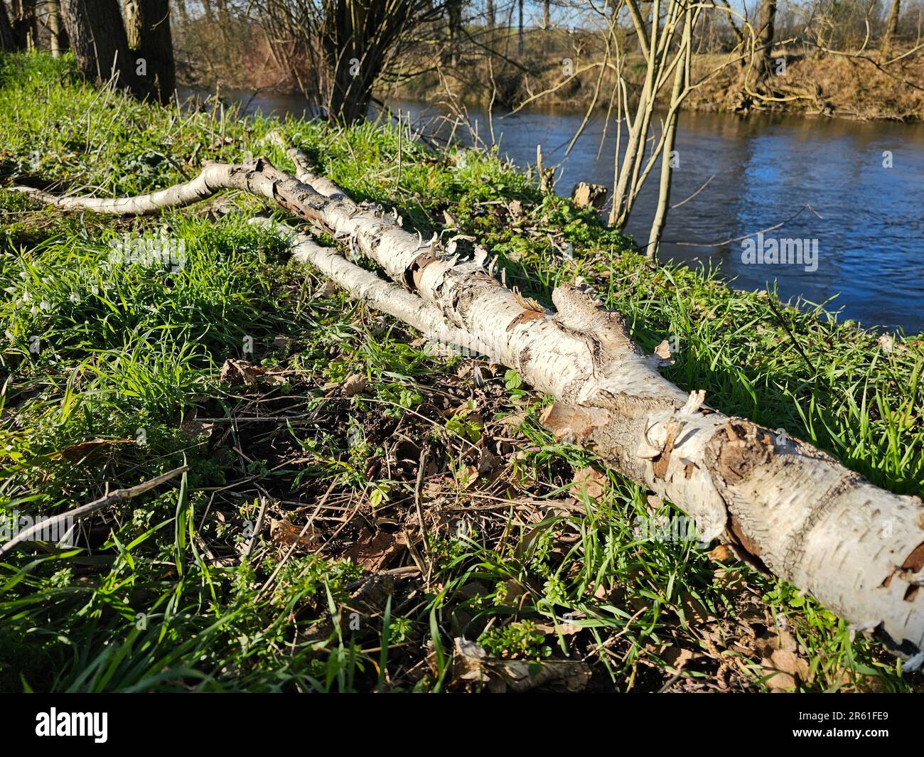 A fallen birch tree at the edge of the river Stock Photo - Alamy