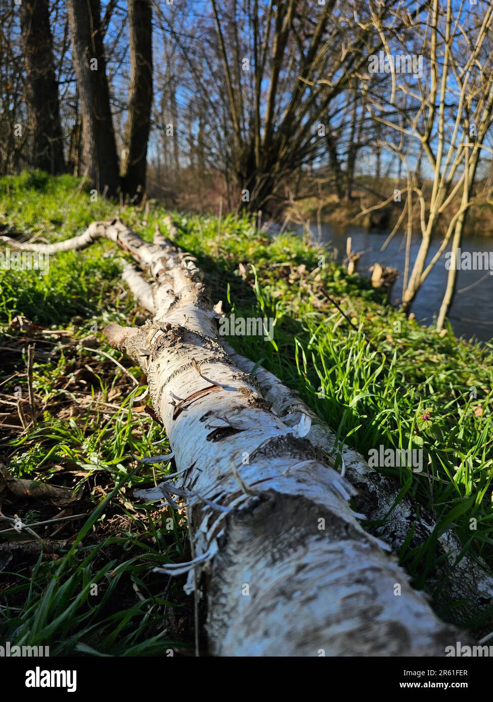 A fallen birch tree at the edge of the river Stock Photo - Alamy