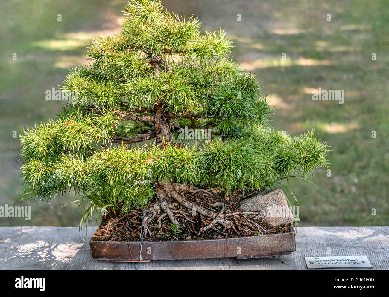 Karamatsu bonsai hi-res stock photography and images - Alamy