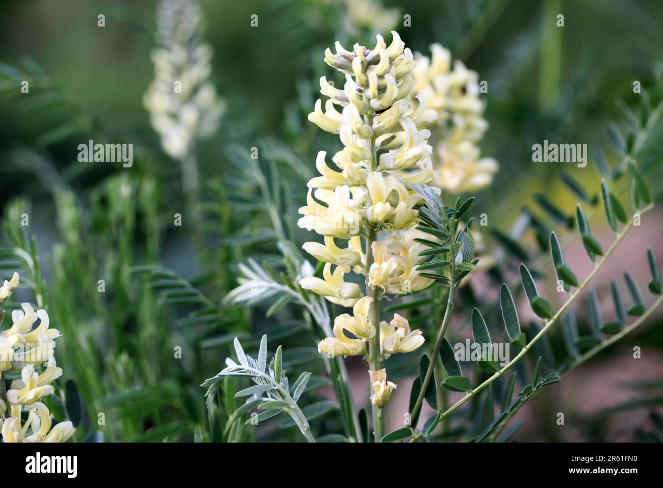 Sophora foxtail, Sophora alopecuroides, Sophora vulgaris, perennial ...
