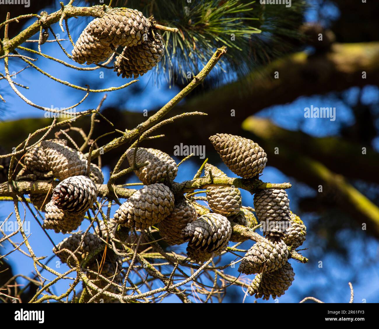 Cones on a pine tree hi-res stock photography and images - Alamy