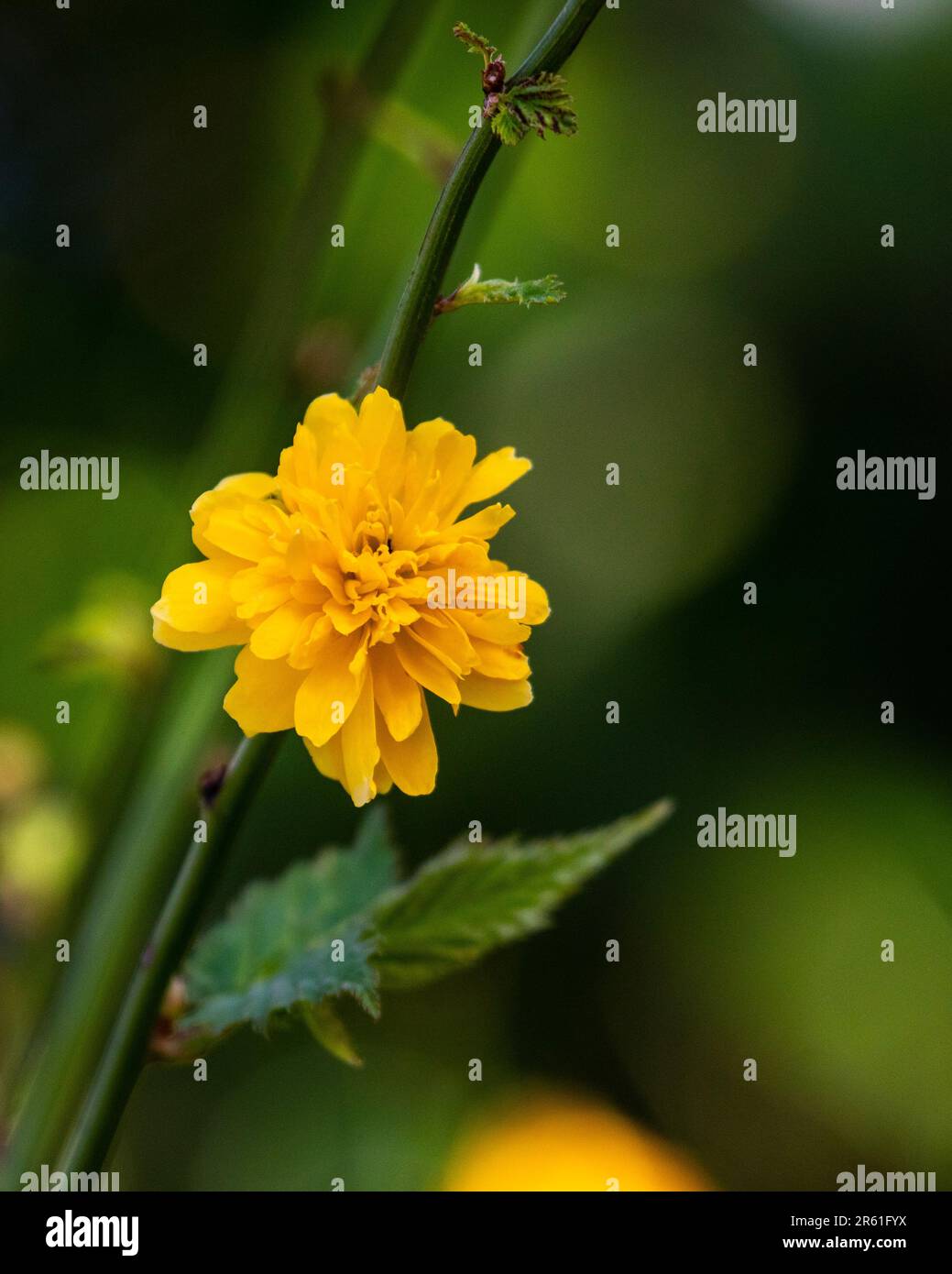 A beautiful Kerria Japonica Pleniflora flower - also known as Japanese ...