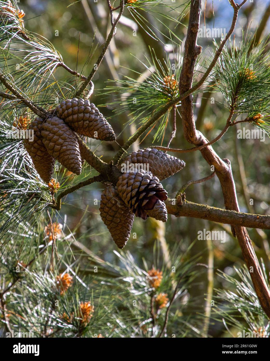 Close up pine cones on hi-res stock photography and images - Alamy