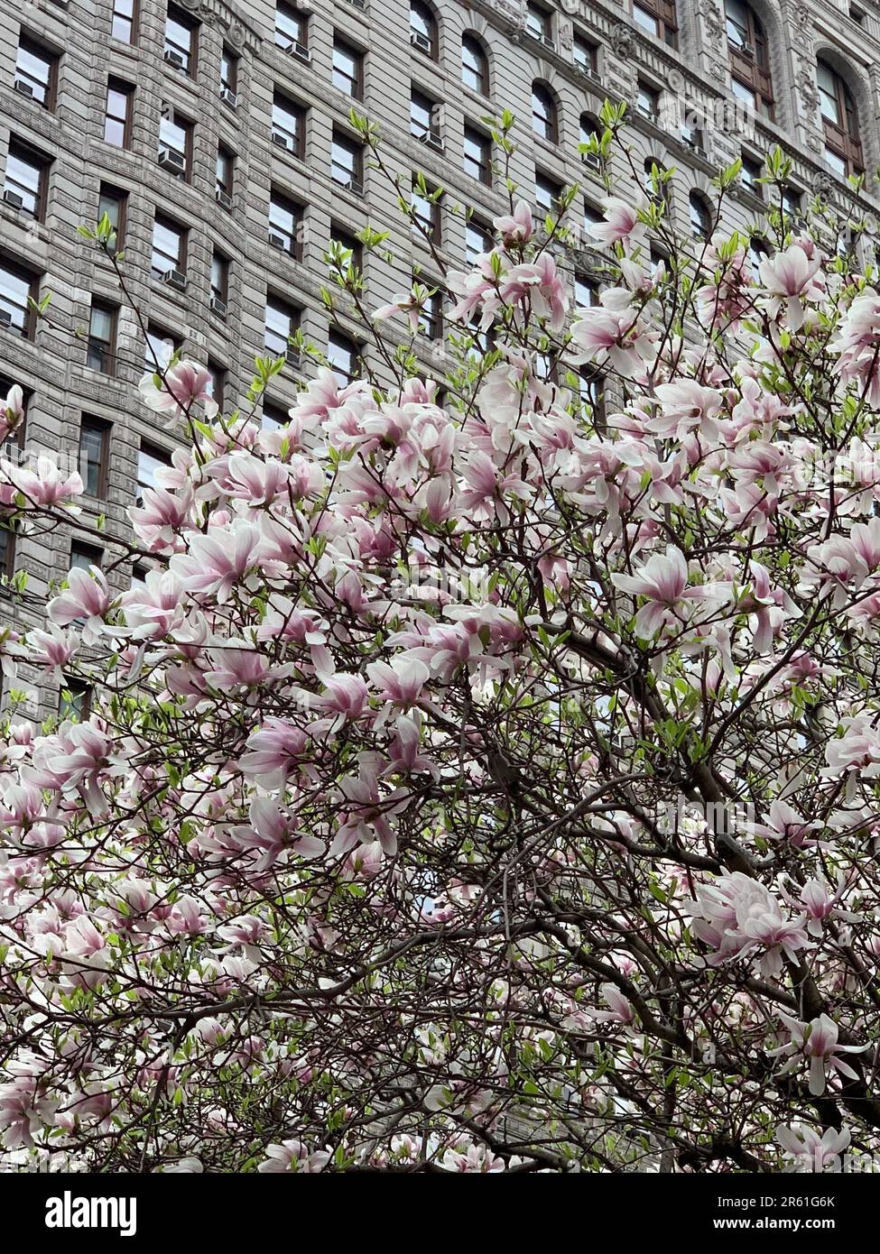 A magnolia tree blooms in front of the historic Flatiron Building in ...