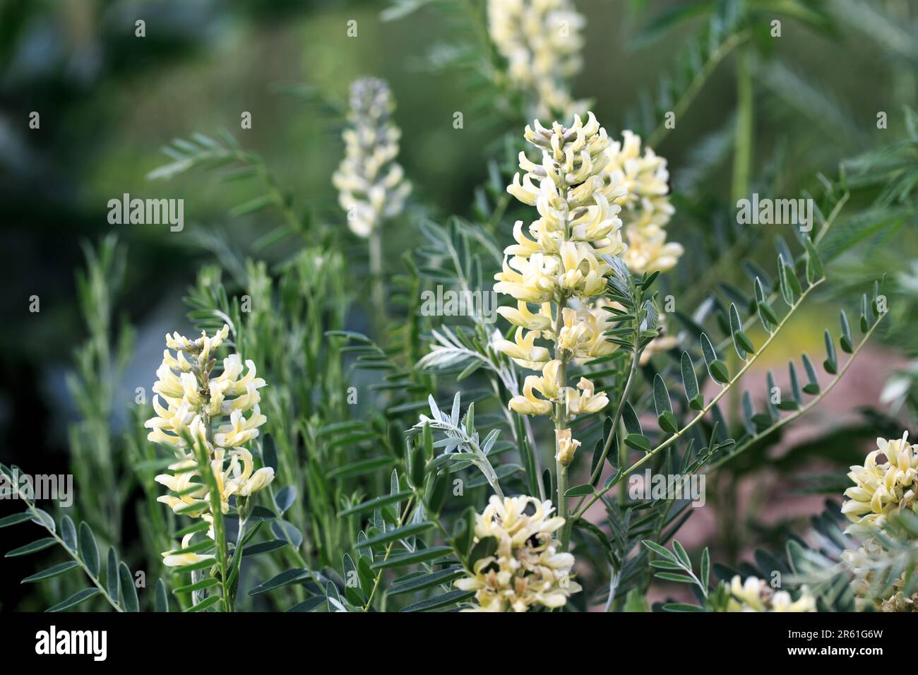 Sophora foxtail, Sophora alopecuroides, Sophora vulgaris, perennial ...