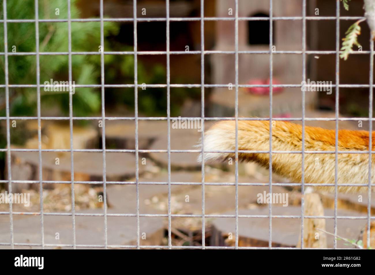 Foxes tail in zoo on gate background. the fur skin of red fox on ...