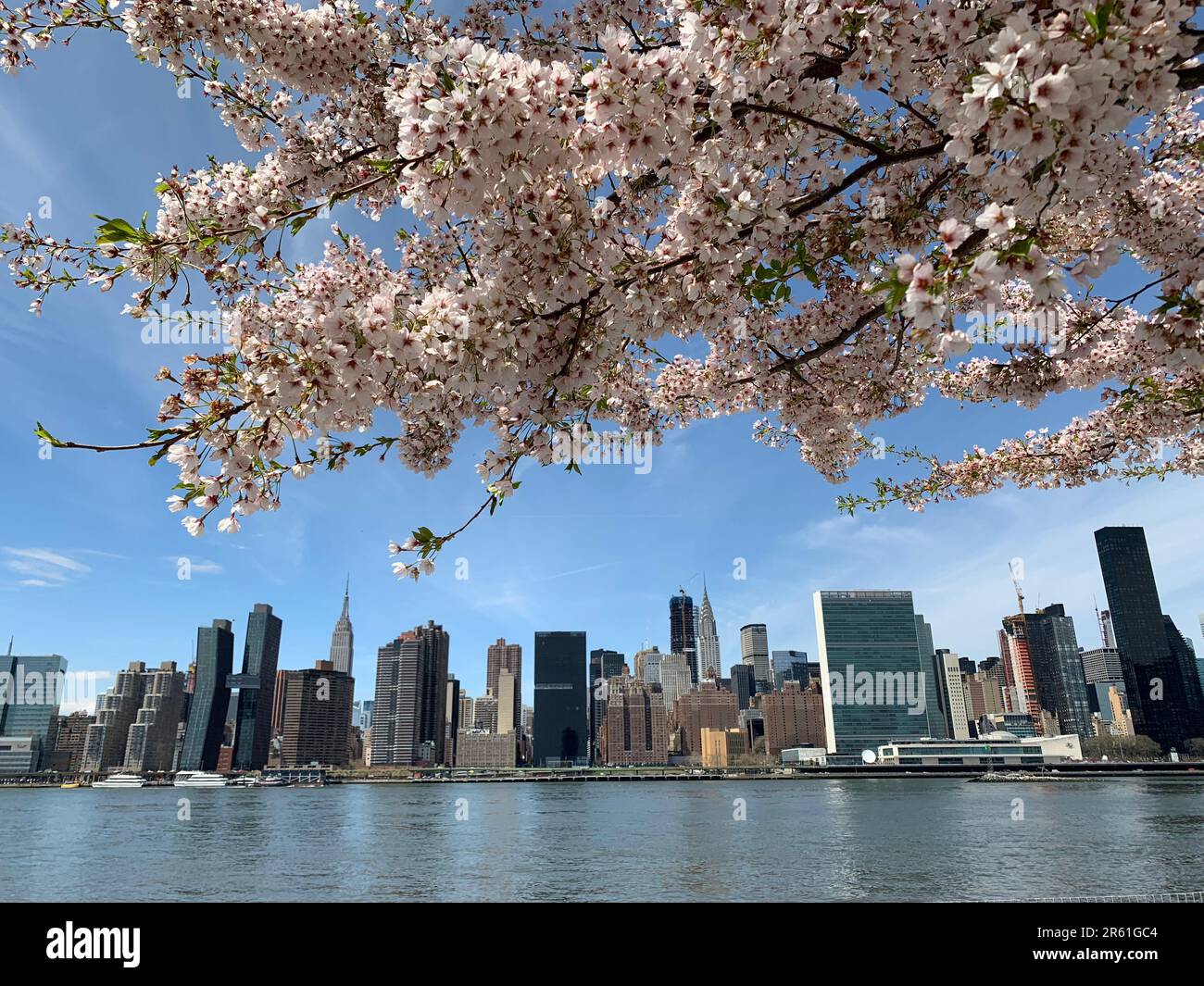 A branch from a blooming cherry blossom tree frames the skyline of ...
