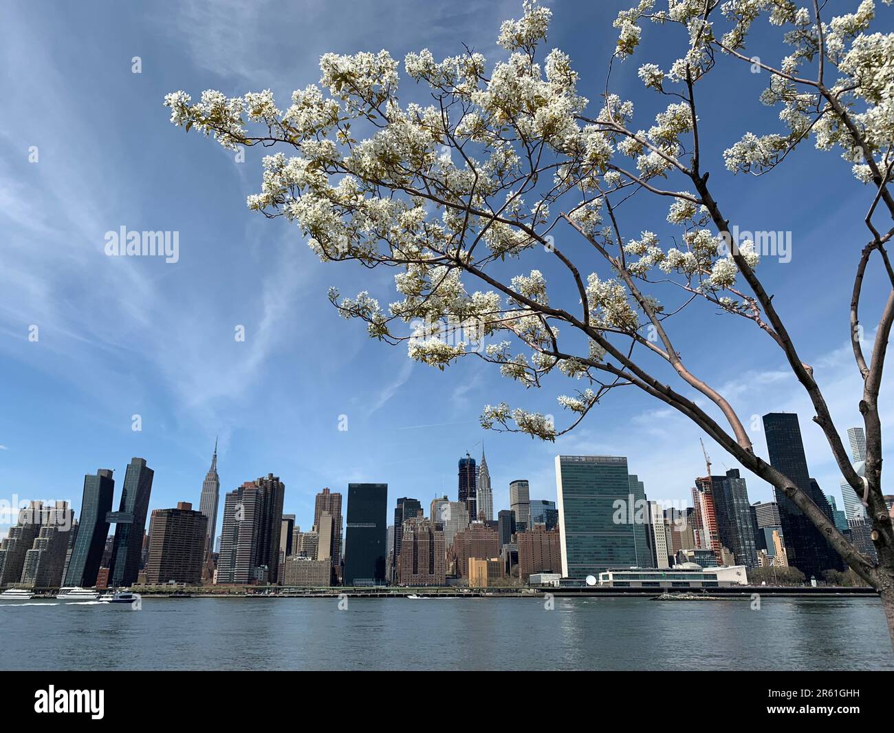 A cherry blossom tree reaches out and over the Manhattan skyline and ...