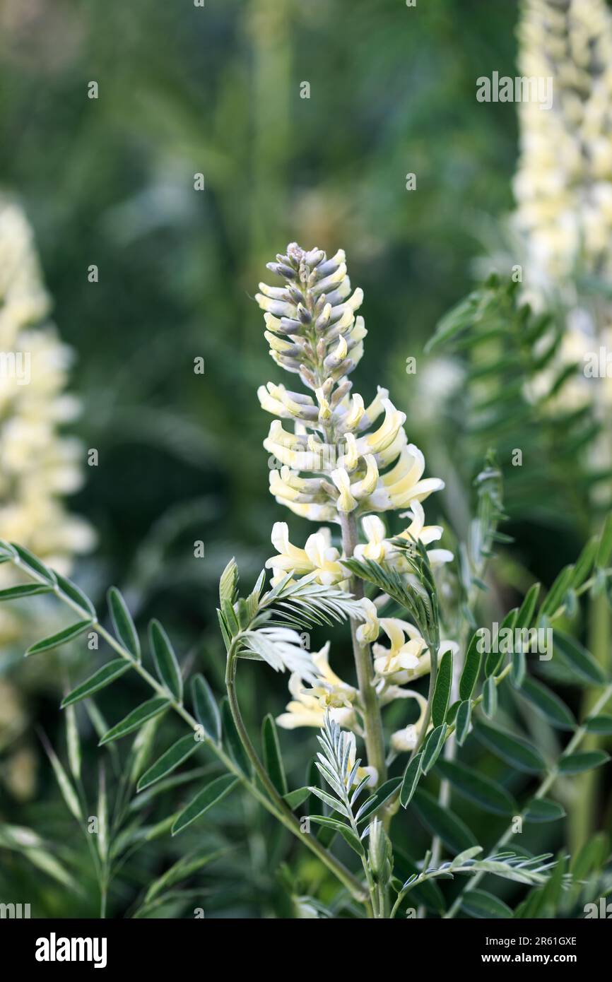Sophora foxtail, Sophora alopecuroides, Sophora vulgaris, perennial ...