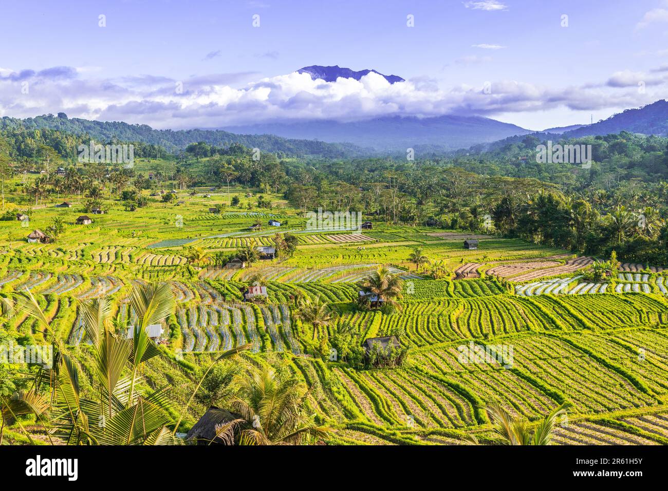 Rice fields in Sidemen valley with Mount Agung in the background, Bali ...