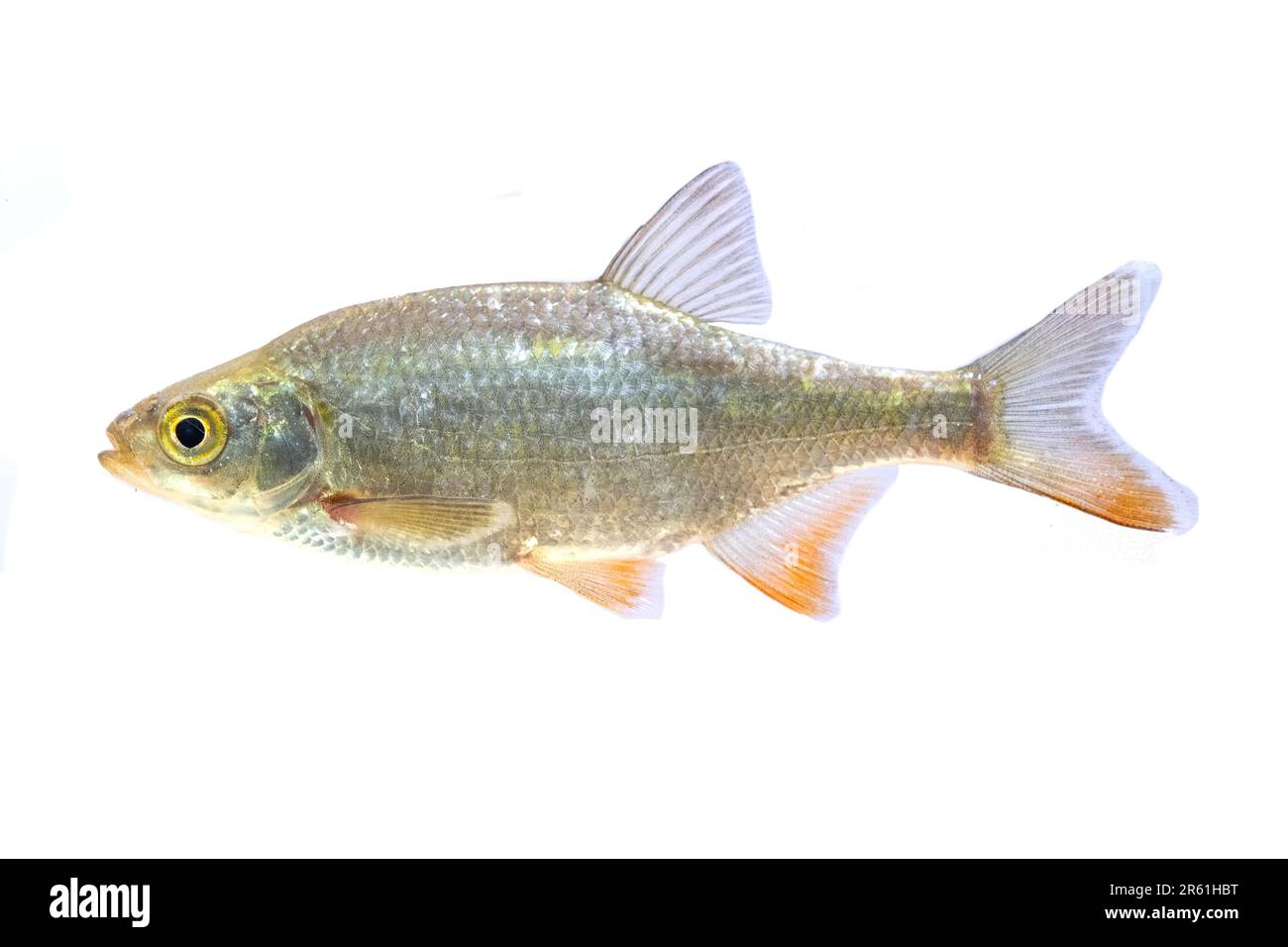 Tank uk Cut Out Stock Images & Pictures - Alamy