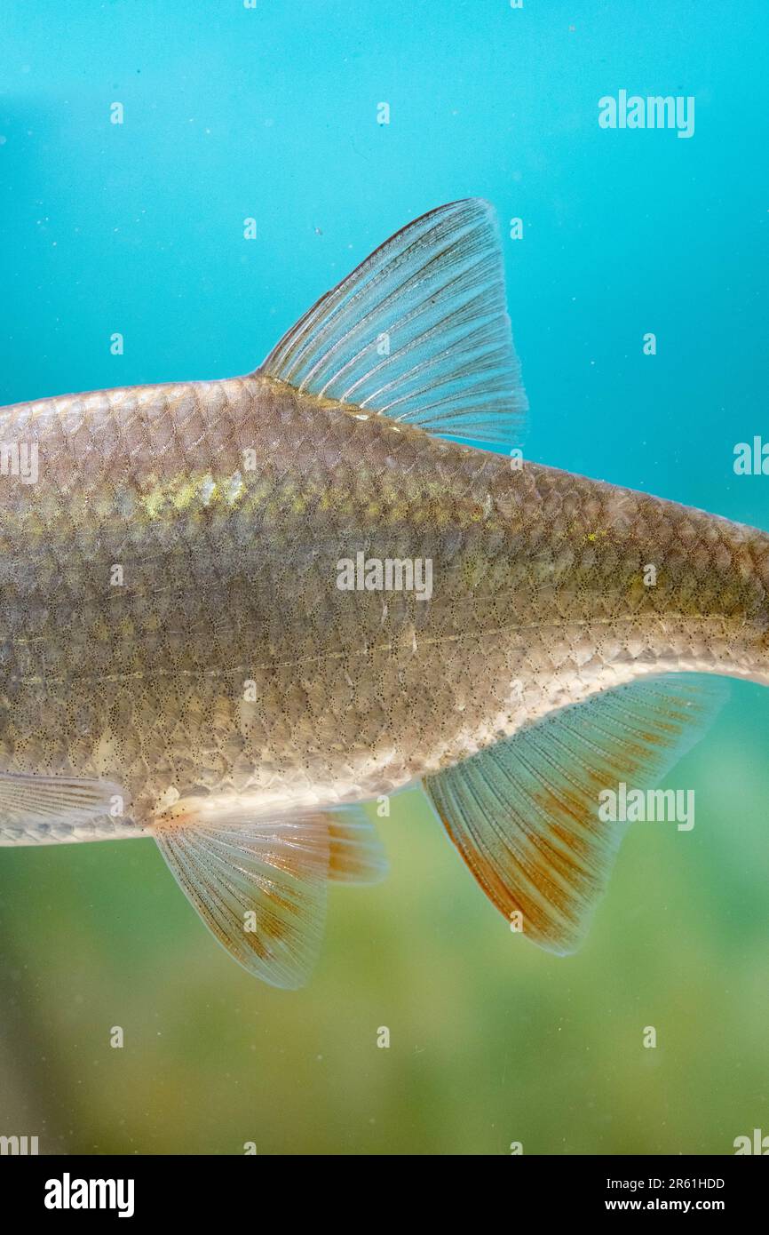 Rudd bream hybrid hi-res stock photography and images - Alamy