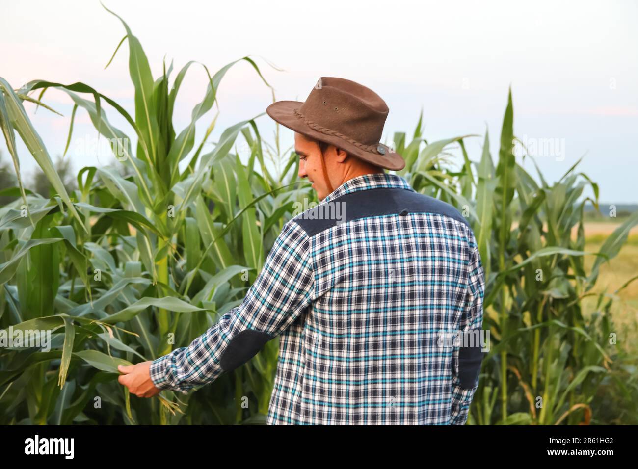 Man touching corn plant. Caucasian calm male maize grower in overalls ...