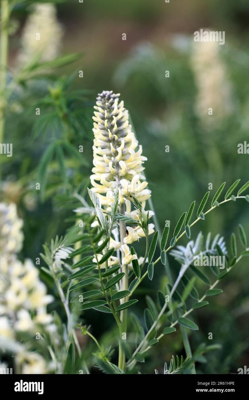 Sophora foxtail, Sophora alopecuroides, Sophora vulgaris, perennial ...