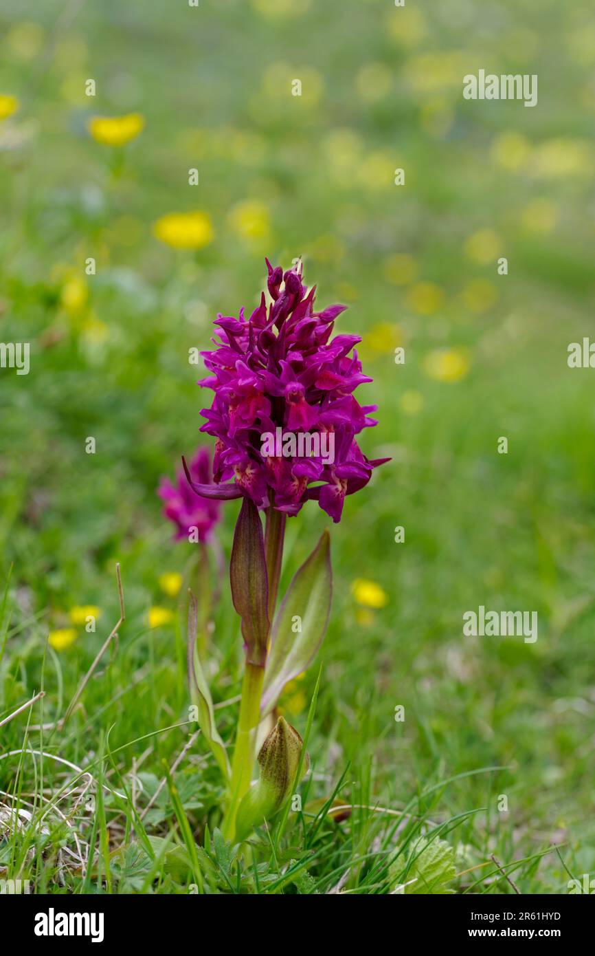 Broad leaved marsh orchid Dactylorhiza majalis Stock Photo - Alamy