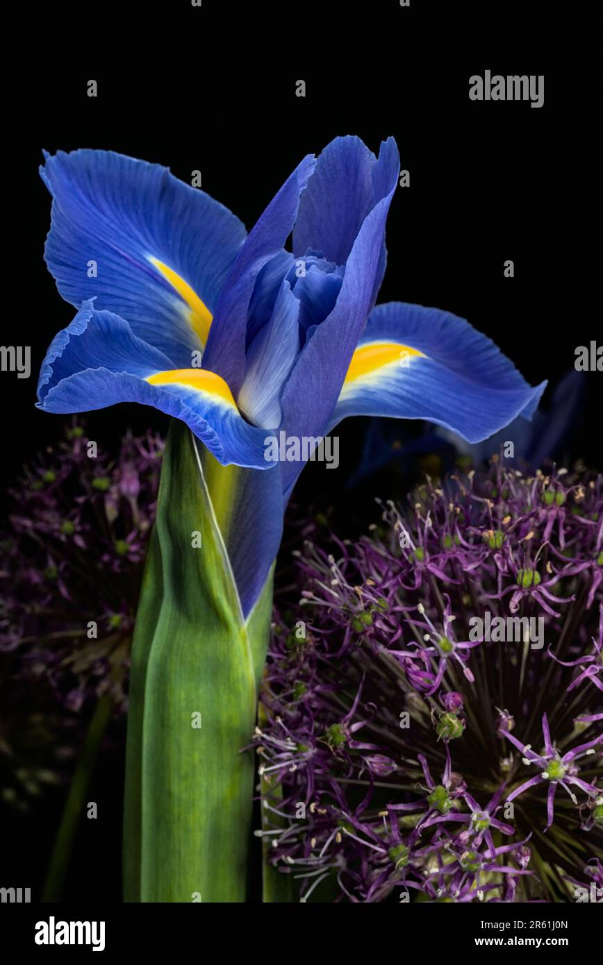 A vibrant blue iris growing atop a lush green stem against a black ...