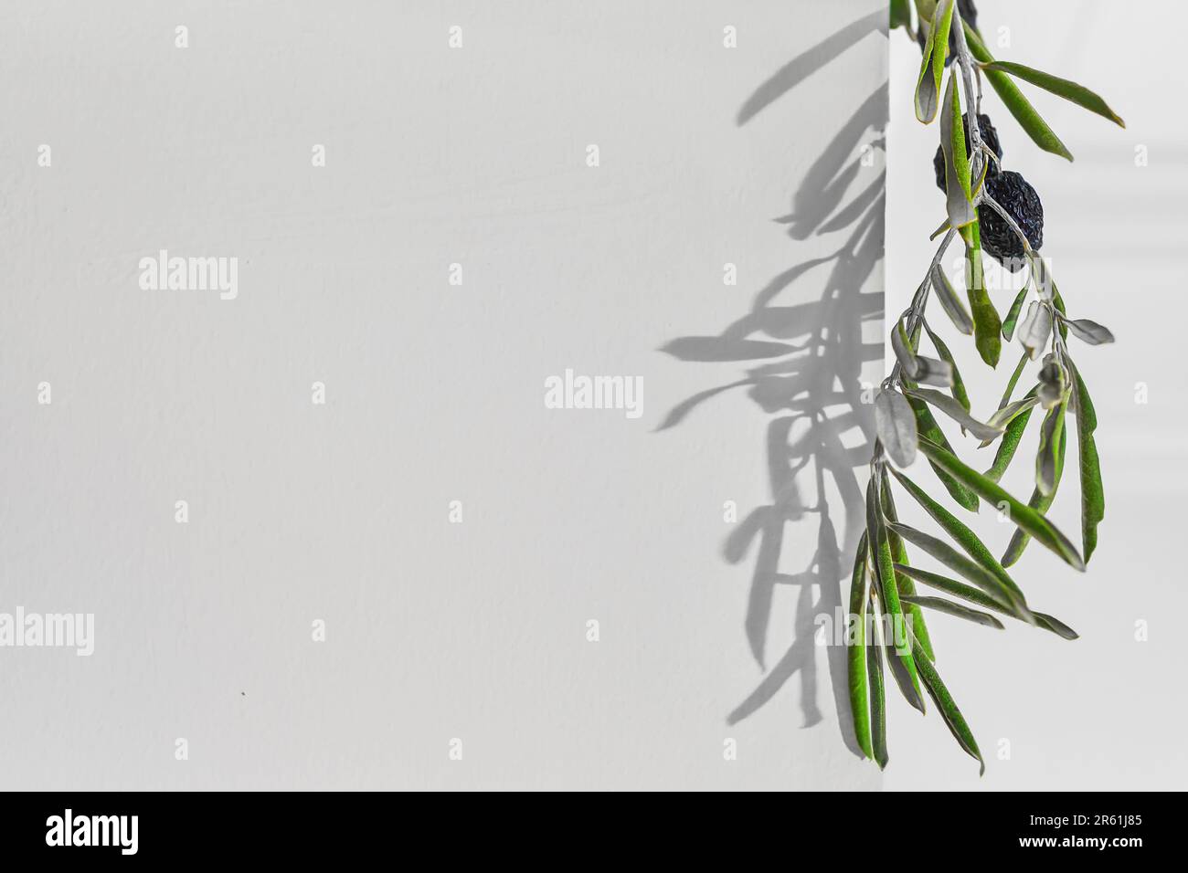 Greeting or invitation letterhead. Natural background, olive branch on ...