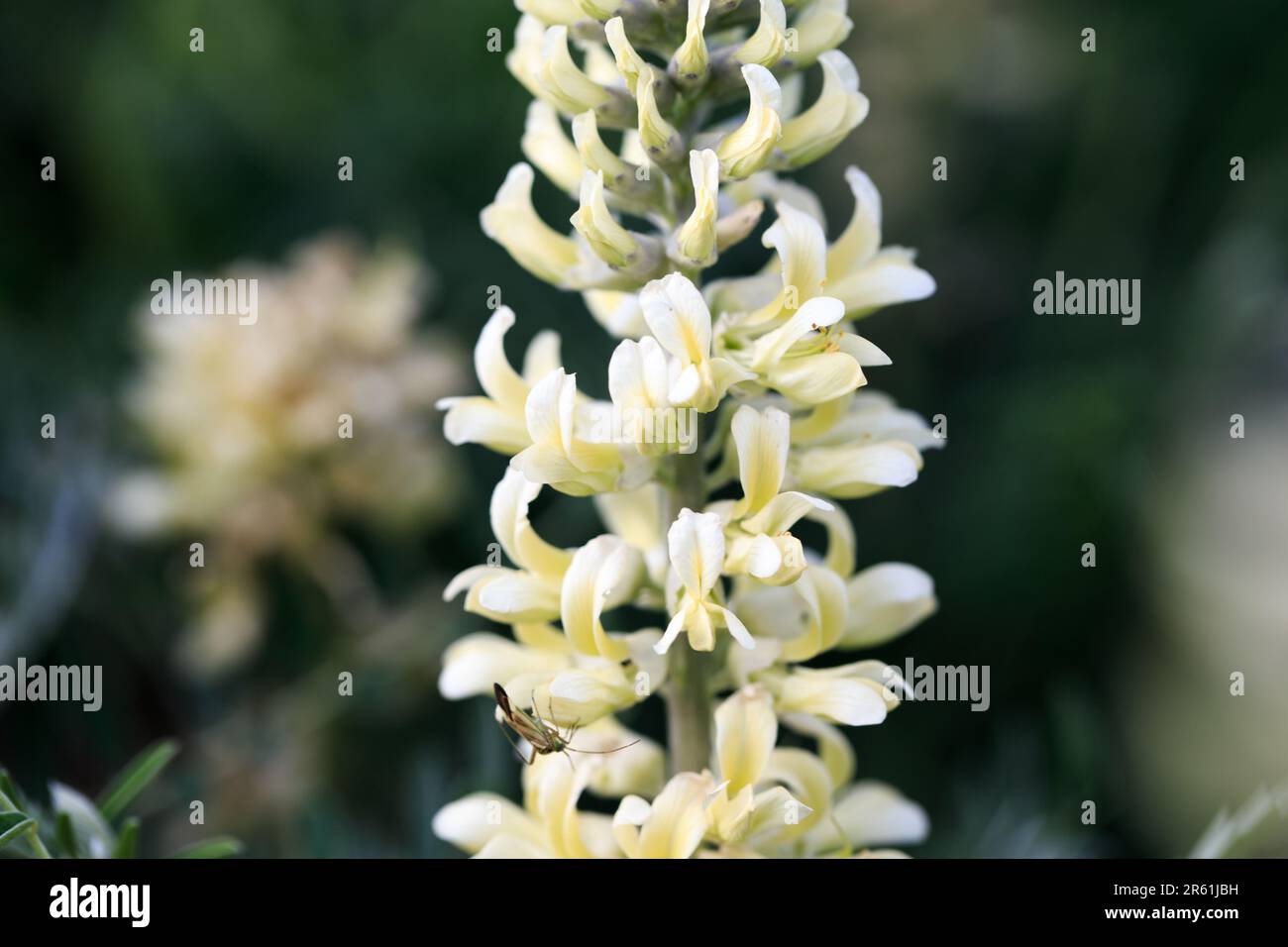 Sophora foxtail, Sophora alopecuroides, Sophora vulgaris, perennial ...