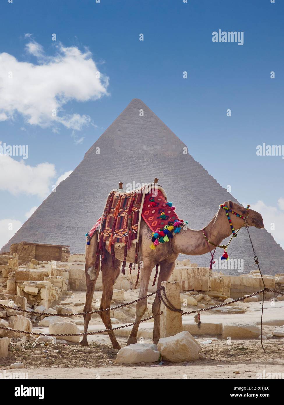 A portrait of a large camel standing in front of a majestic ancient ...