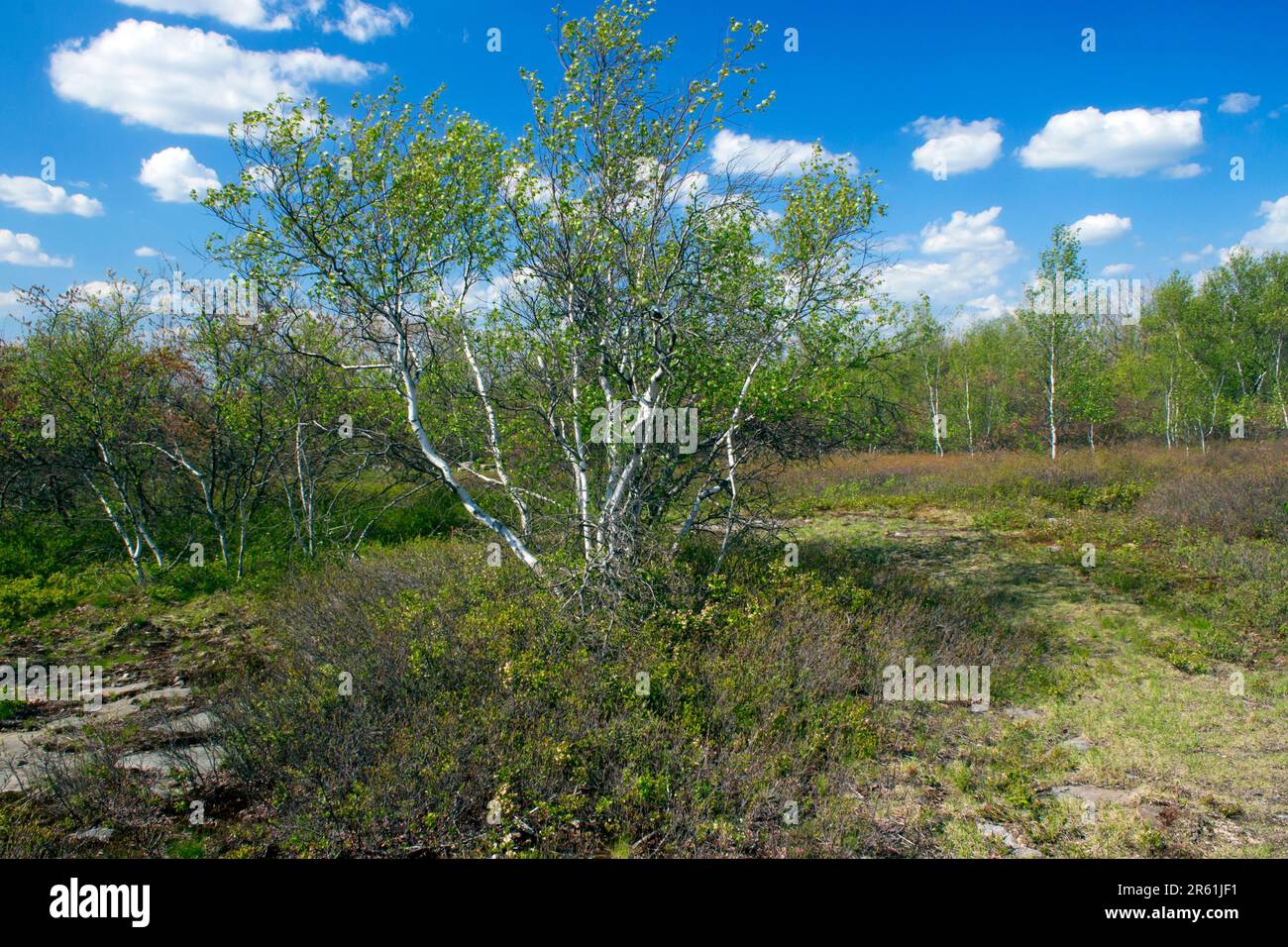 Gray birch betula populifolia hi-res stock photography and images - Alamy