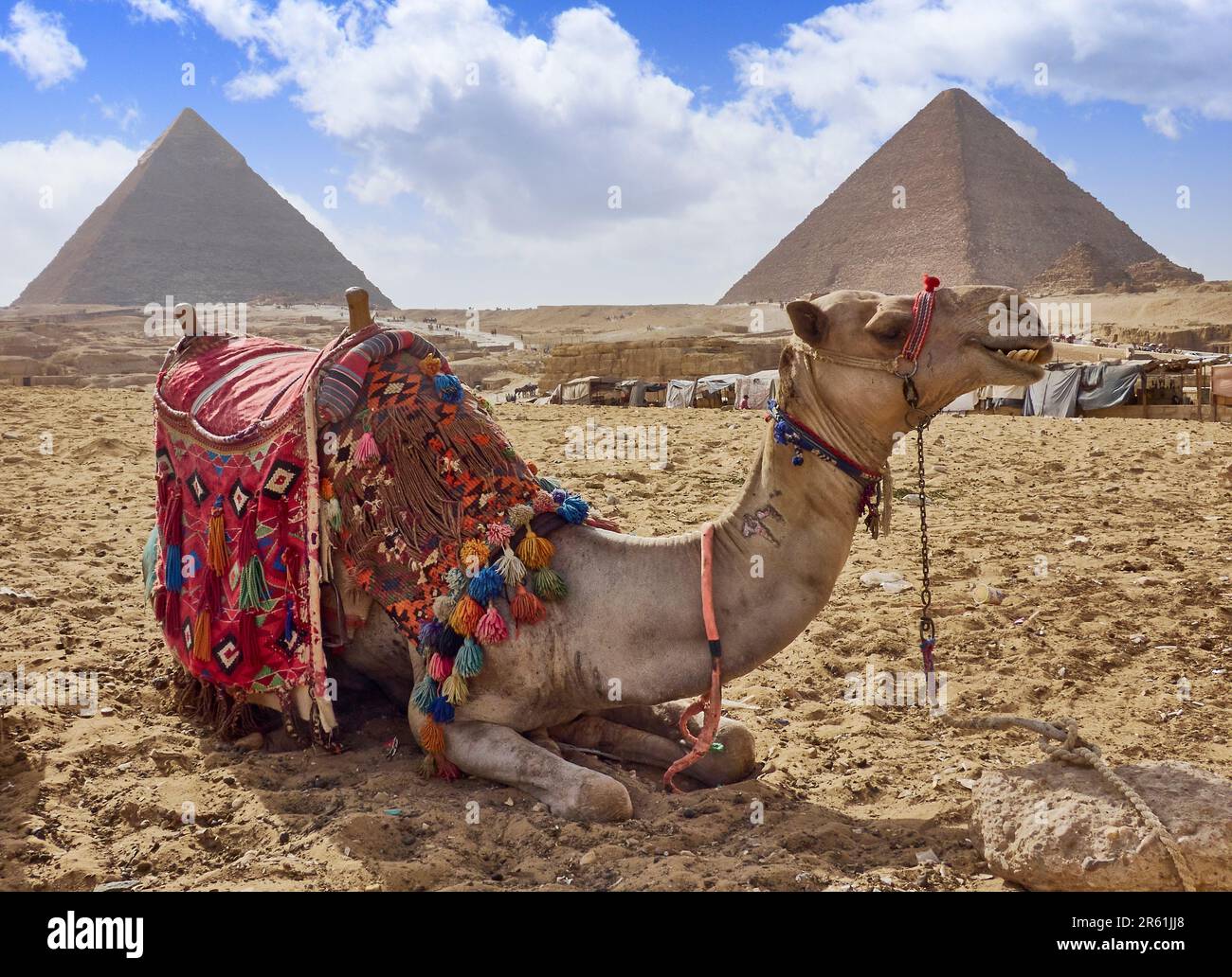 A portrait of a large camel standing in front of a majestic ancient ...