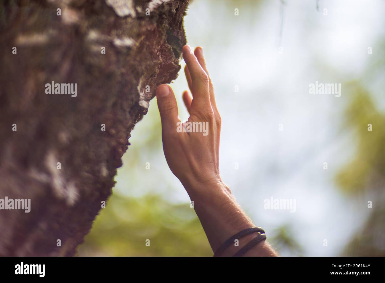 A man's hand touch the tree trunk close-up. Bark wood.Caring for the ...