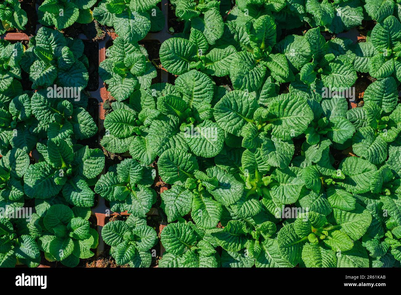 Top view of a seedling of spring primrose flowers before planting in ...