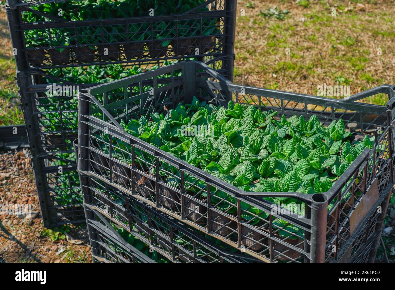 Flower sprouts before planting in the ground in pots and plastic boxes ...