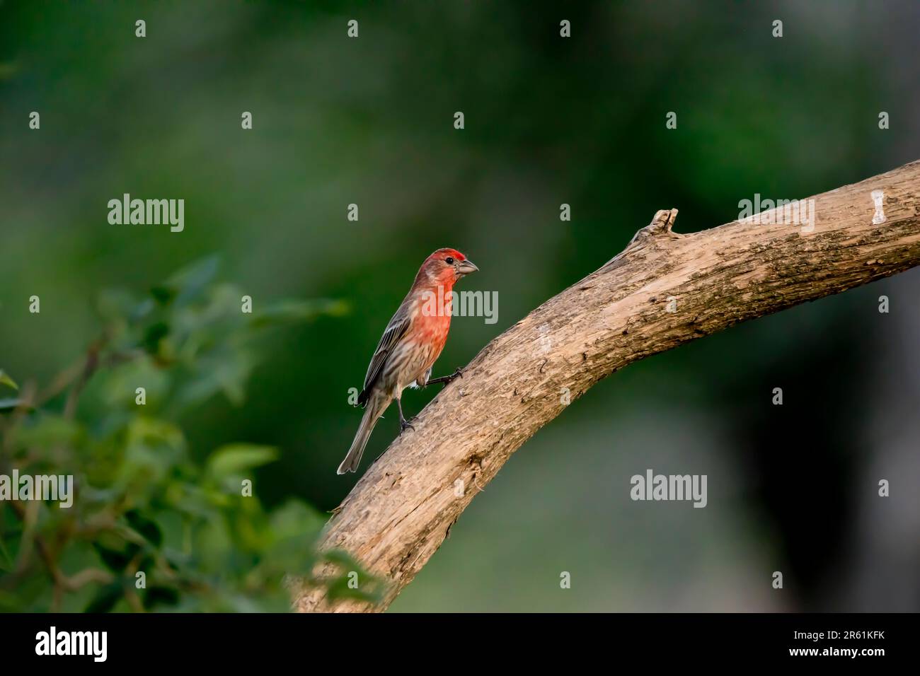 Side view of a male house finch standing on a lilac tree branch ...