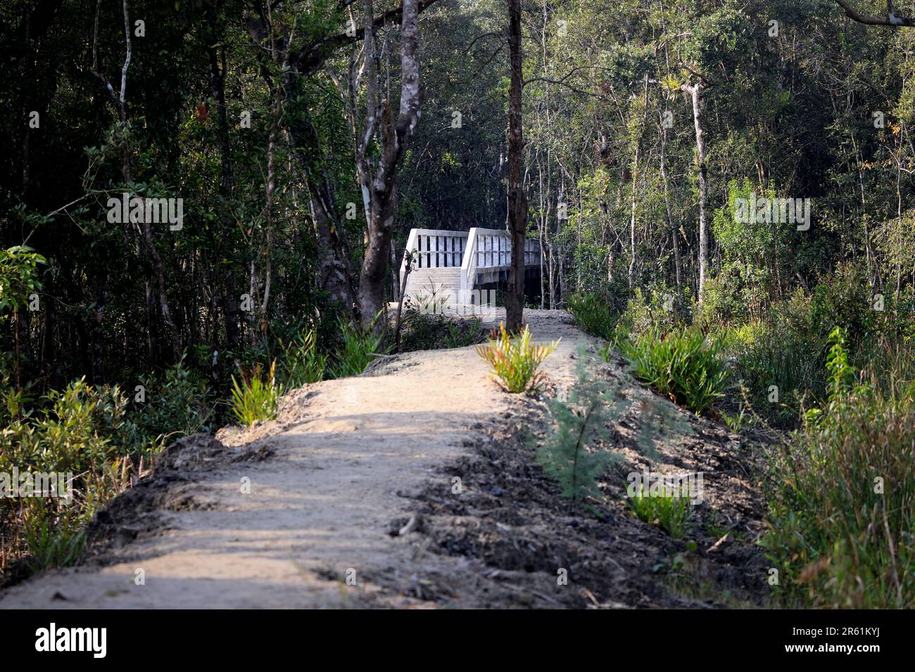 Beautiful nature photo of walking path through the forest hi-res stock ...