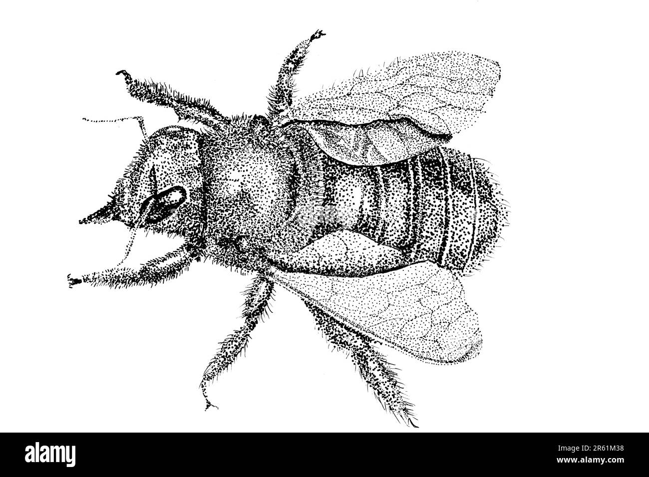 Woodcut of bee hi-res stock photography and images - Alamy