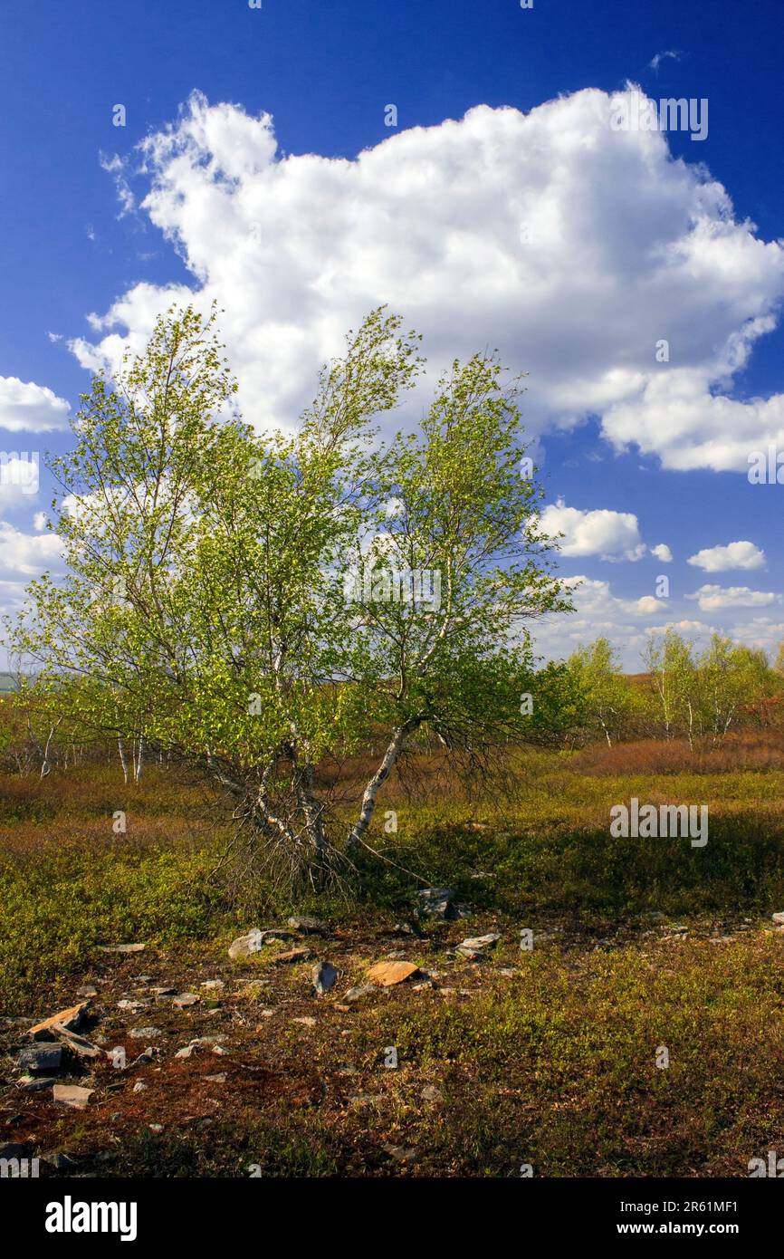 Gray Birch grown on the Moosic Mountain heath barren , Pennsylvania in ...