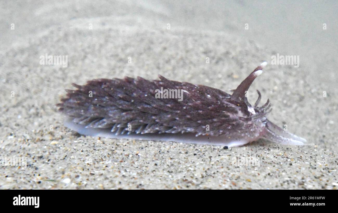 Sea slug uk hi-res stock photography and images - Alamy