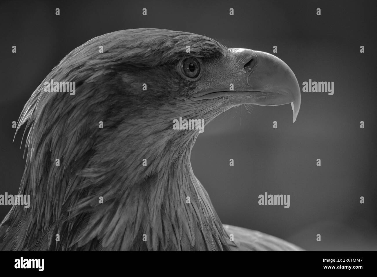 Bald eagle hovering in hi-res stock photography and images - Alamy