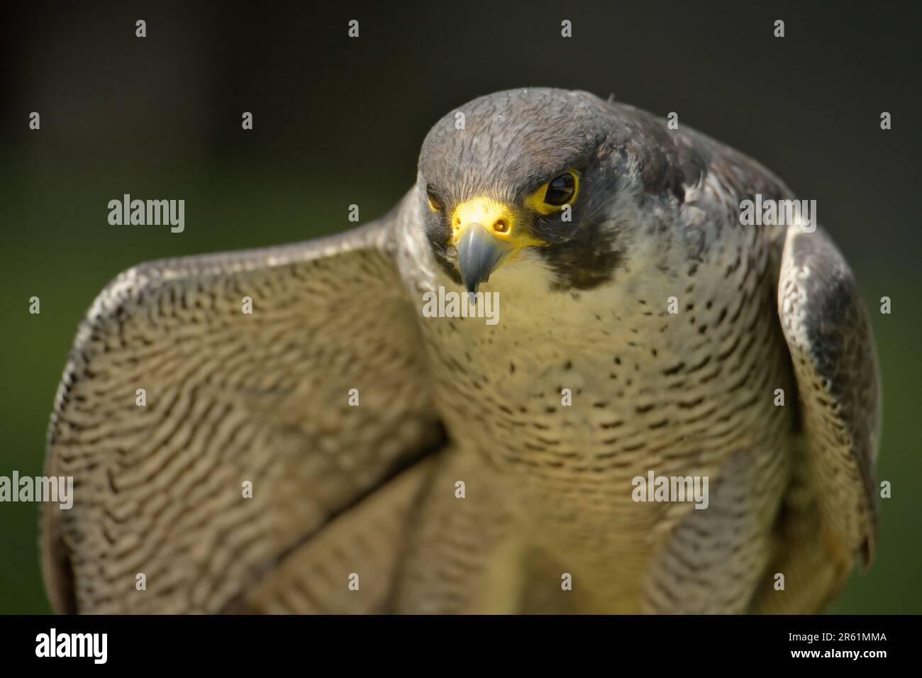 A closeup of a raptor ready to spread its wings to fly Stock Photo - Alamy