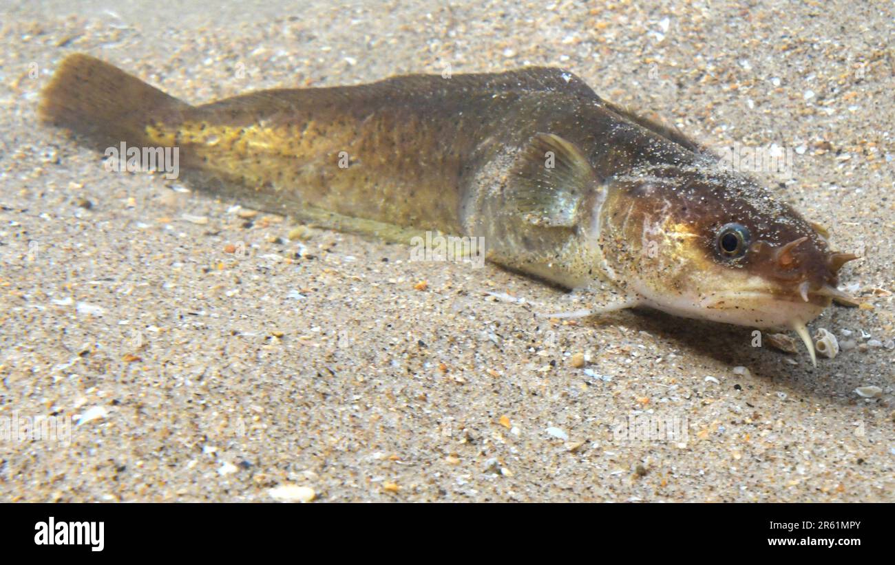 five bearded rockling Stock Photo - Alamy